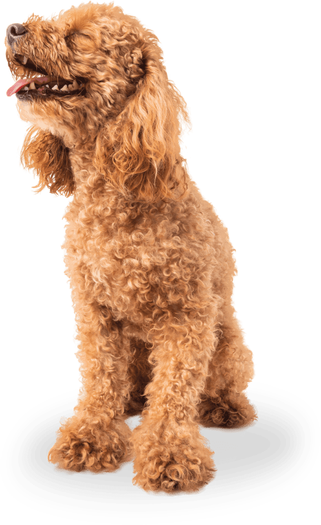 Kutiya.com - Your Ultimate Destination for Pet Love, Care, and ...